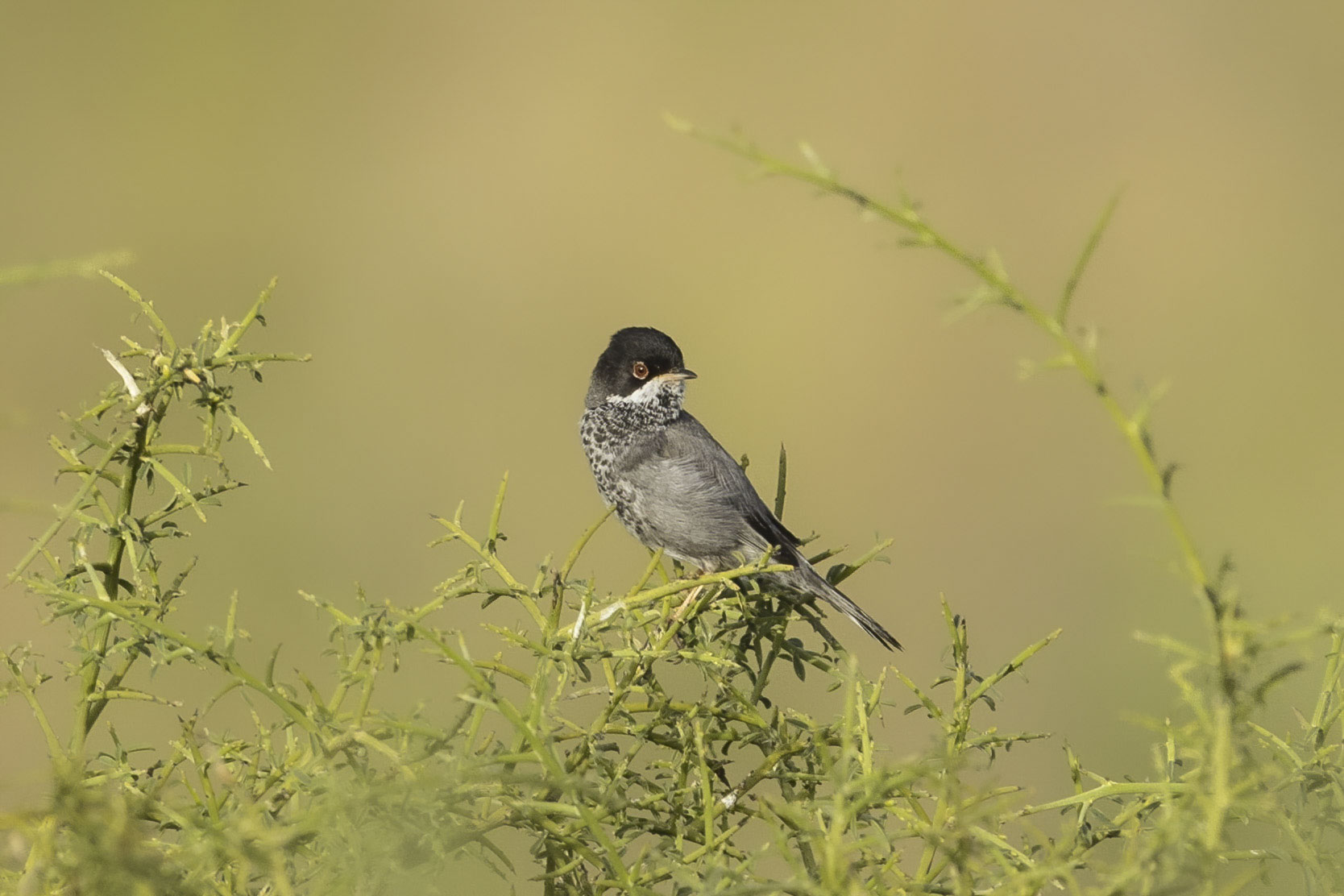 Natuurreis naar Cyprus: op zoek naar endemische fauna en flora