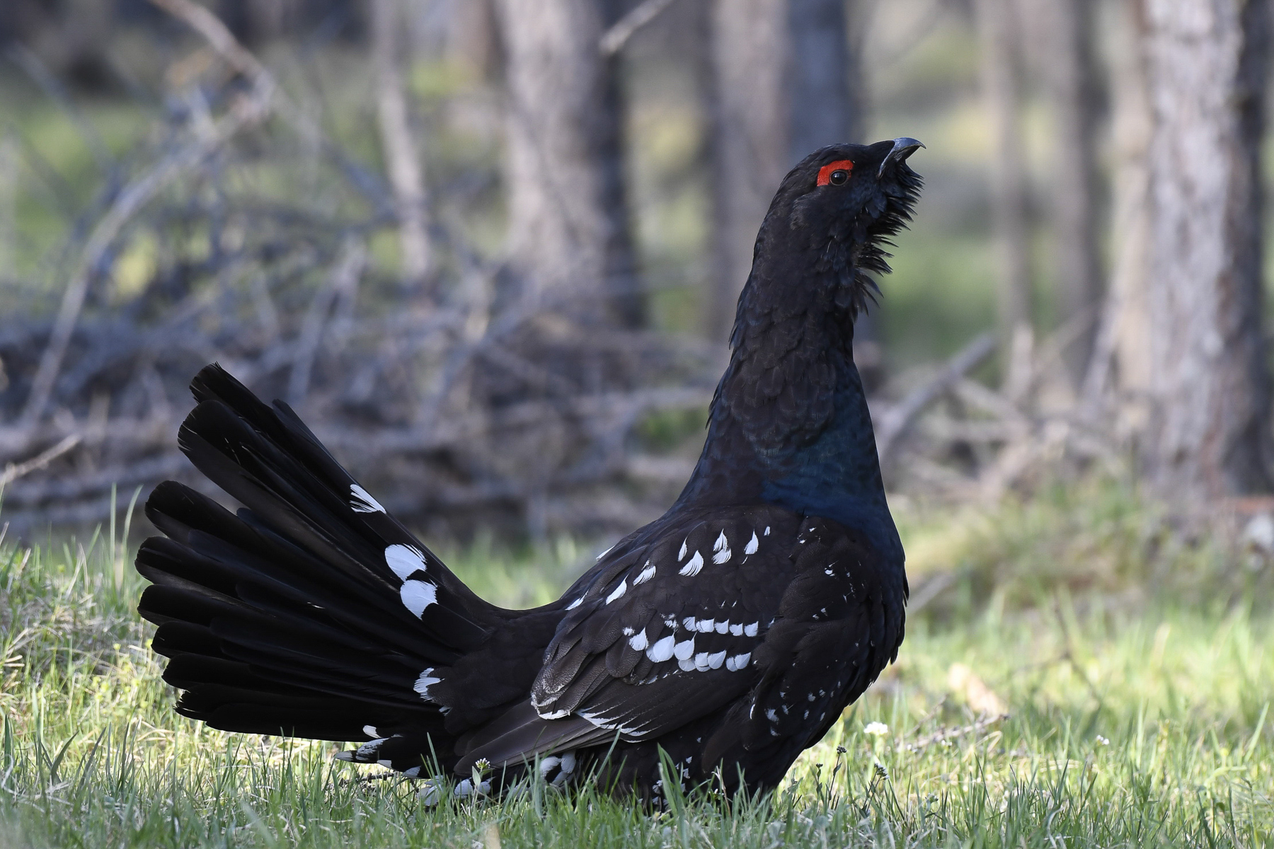 Natuur- en vogelreis naar Mongolië - STARLING riezen
