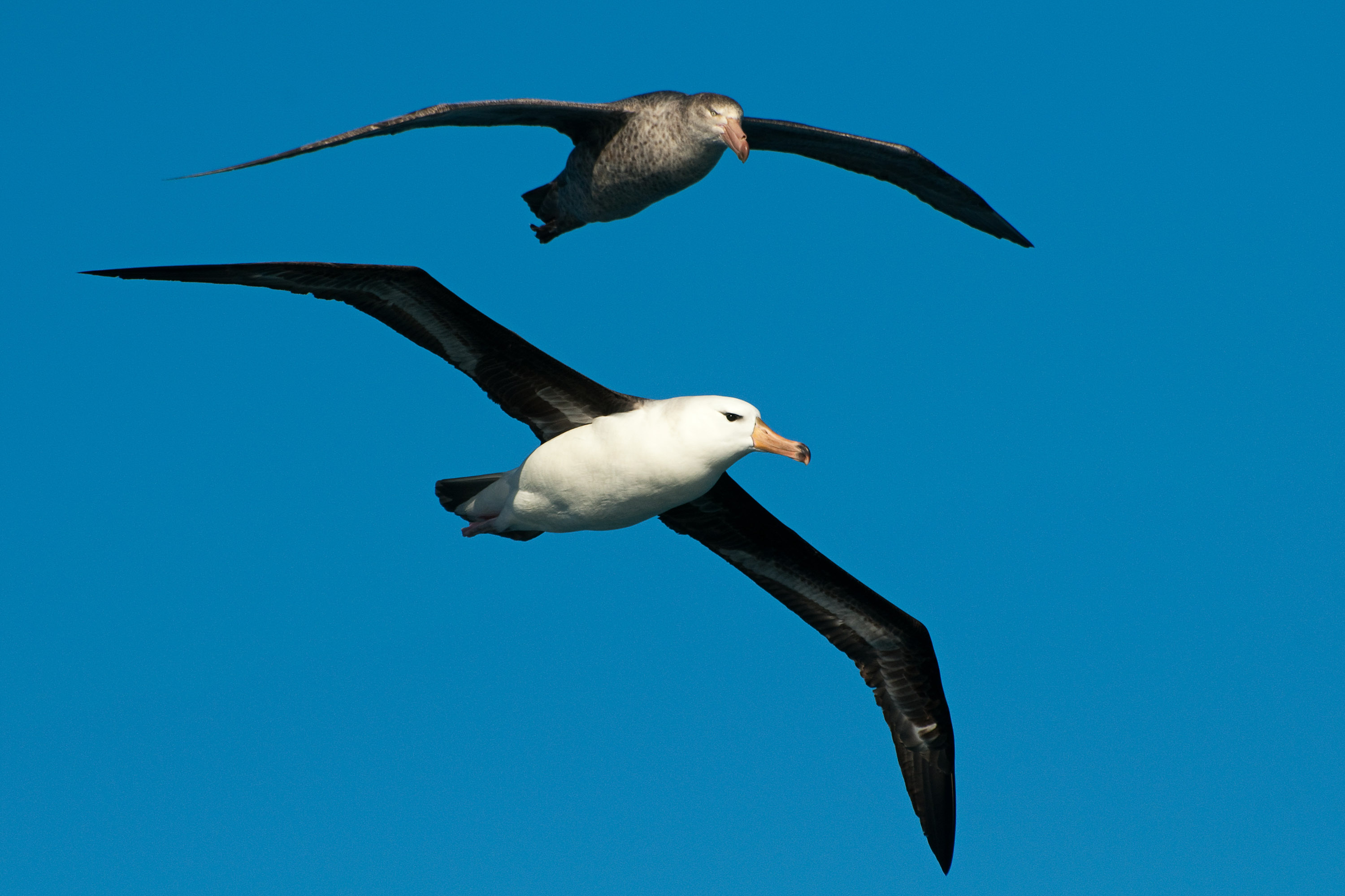 Expeditiecruise Antarctica: Falklands & South Georgia - STARLING reizen