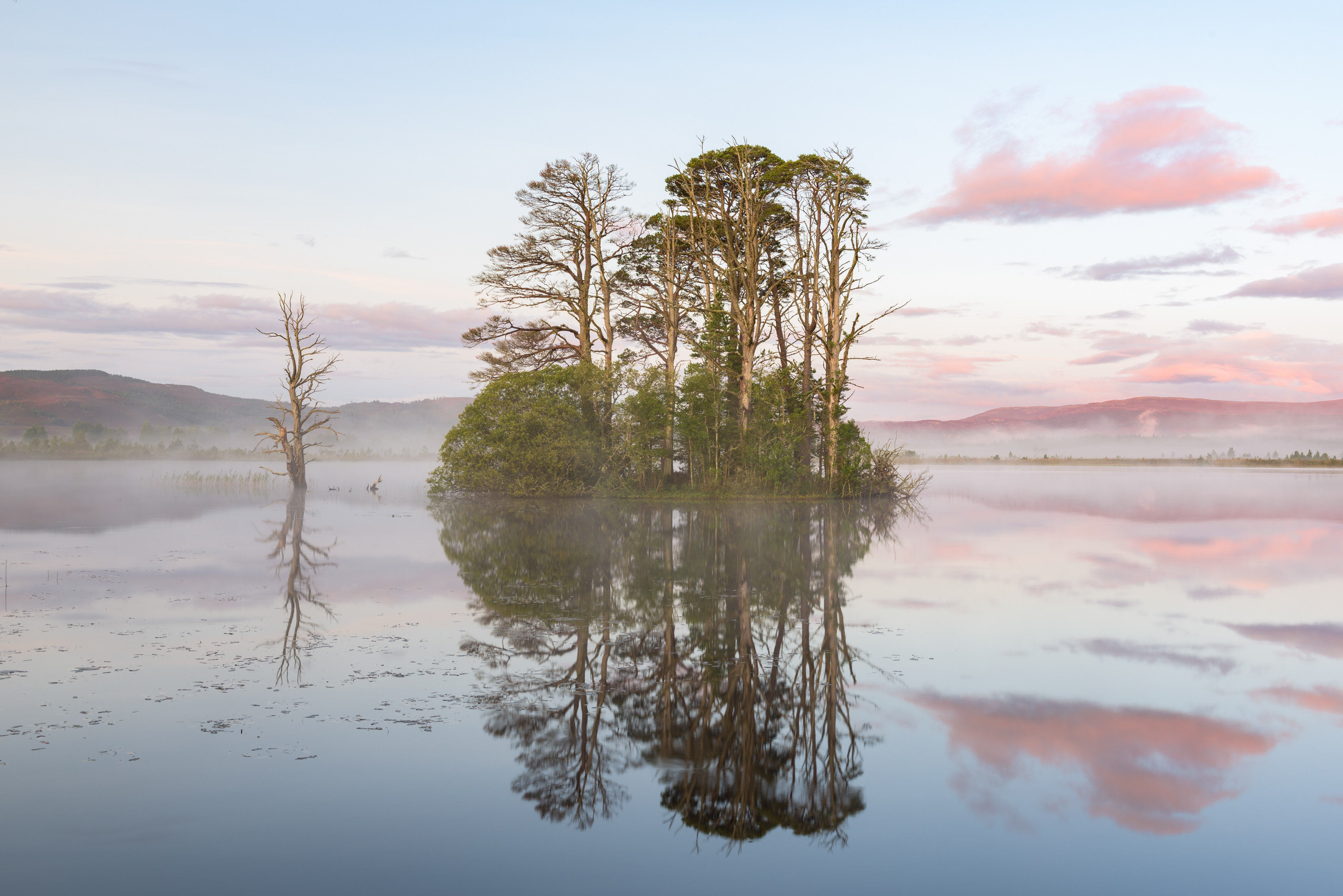 Fotografiereis naar Schotland: heidebloei in de Cairngorms - STARLING ...